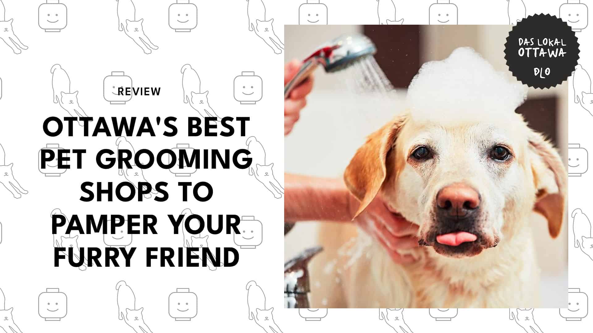 Ottawa’s 5 Must-Visit Spots for Top-Notch Pet Grooming [2026 ]
